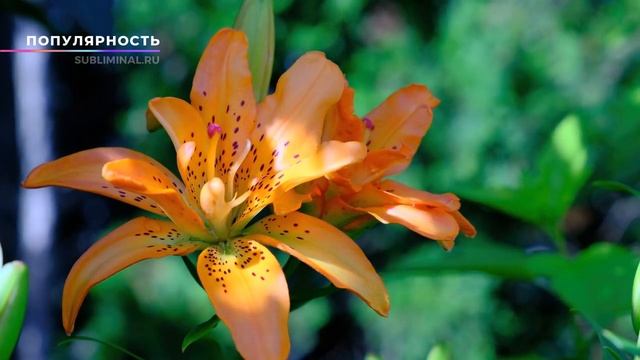 Стать звездой. Получить громадную популярность, грандиозный успех, признание и добрую славу.