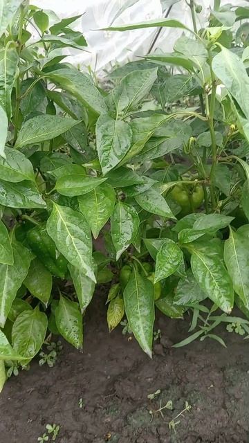 Огурцы, помидоры, перец, базилик, рукола. #shorts #trendingshirts #reels #top #subscribe