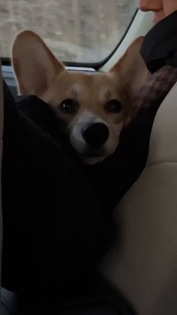 Собака-улыбака.