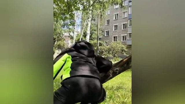 Мини-фильм "Синематик фильм дерево" Belarus Version 🇧🇾