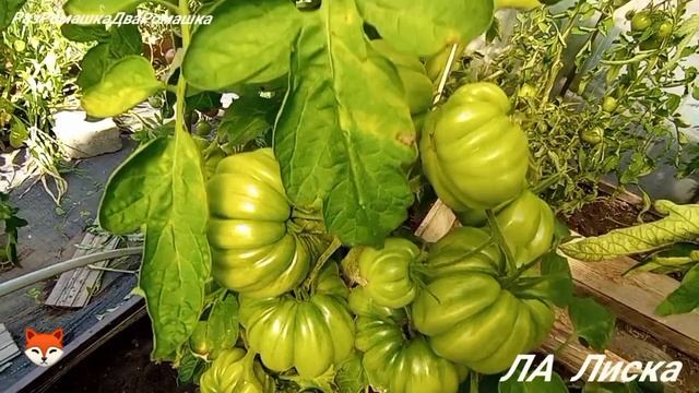 21.07.2025 уДача-дача. МОИ ТОМАТЫ 
ГРИБНОЕ ЛУКОШКО
МЕДОВЫЙ САЛЮТ