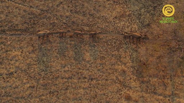 Дикая природа Замбези. Анонс. Канал В Мире Животных