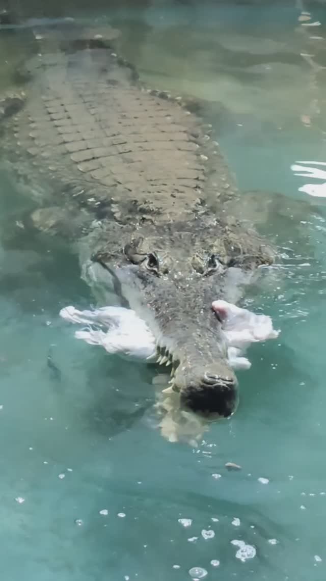 Экодеревушка. Коломна. Ферма крокодилов и улиток.