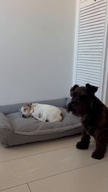 Вижу, лежит уже один на моей кровати, привыкает 😂