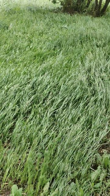 Травка во время урагана VID_20250704_141235