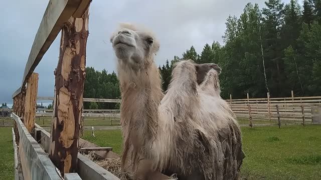 Экоферма "В гости к природе" в Удмуртии
