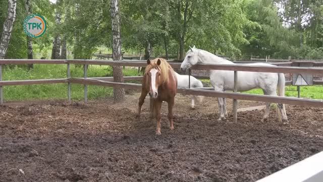 В  детском образовательно-оздоровительном центре началось обновление плаца