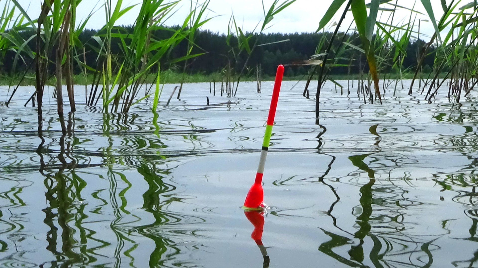Рыбалка 20 июля на поплавок на линя в тростнике на особые снасти для травянистых мест