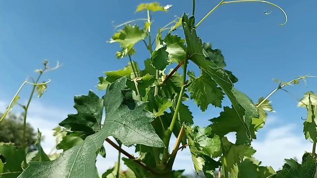 Борьба  c  веником или зеленые операции на винограднике