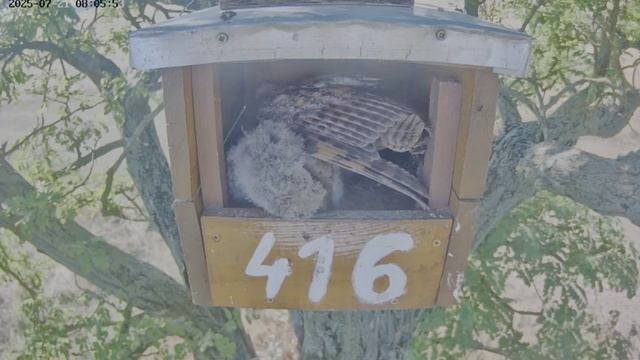 Птенец ушастой совы смотрит на мир очень удивленными глазами