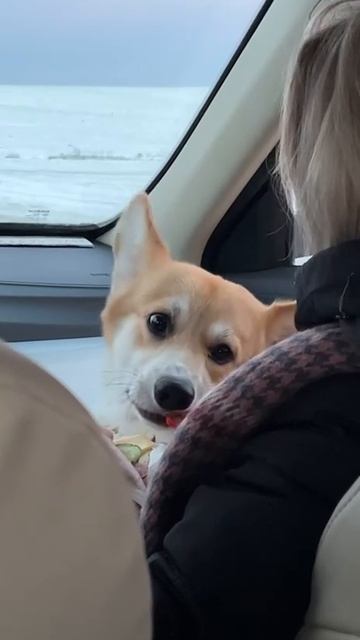 Вельш-корги пемброк.