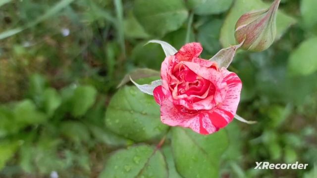 Розы. Королевы всех цветов. Розариум в цвету.
Розы в саду.