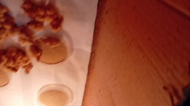 Последствия вылупа перепелят в открытом инкубаторе. Так ли это критично?