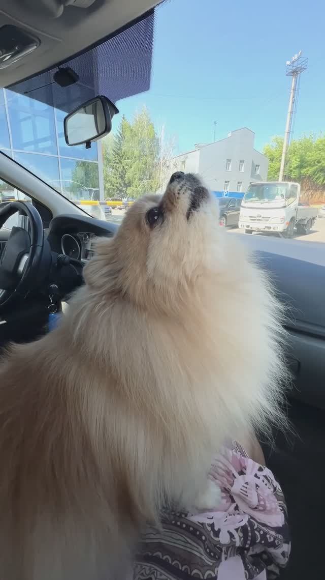 Комнатный волк снова в деле!