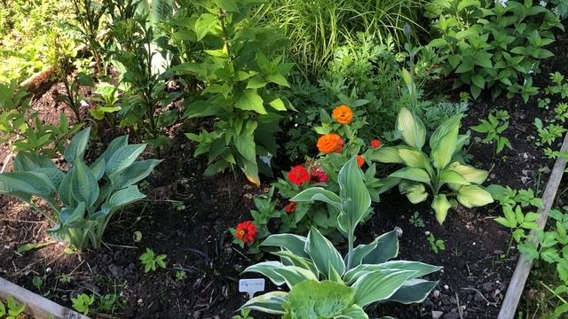 Моя коллекция гортензий. Середина июля 2025. Часть 3