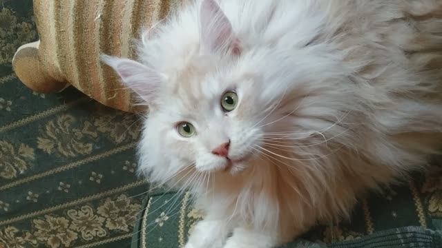 Хочу гулять! (смотрите со звуком!)