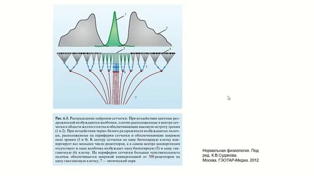 ФИЗИОЛОГИЯ ПЕРИФЕРИЧЕСКОГО ЗРИТЕЛЬНОГО АНАЛИЗАТОРА