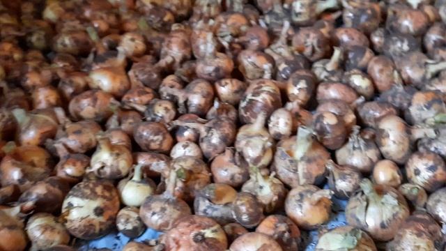 ЭХ, ЛУК- ЛУЧОК!