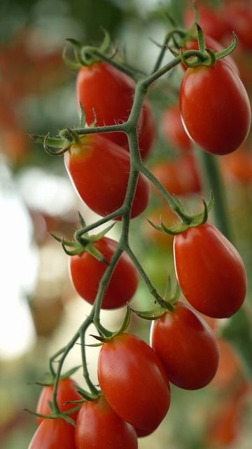 F1 Черри от Юрия