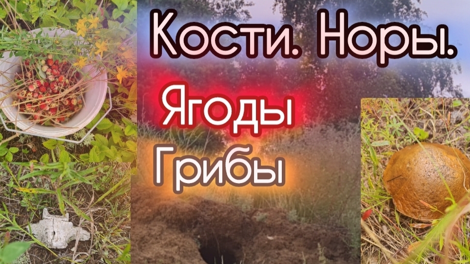 Кости. Норы. Ягоды. Грибы. Прогулки по полям и лесам