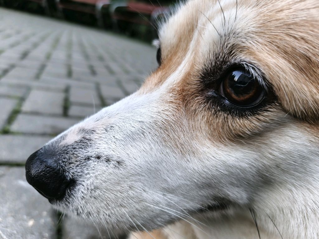 исход киссиной трансляции повторяется