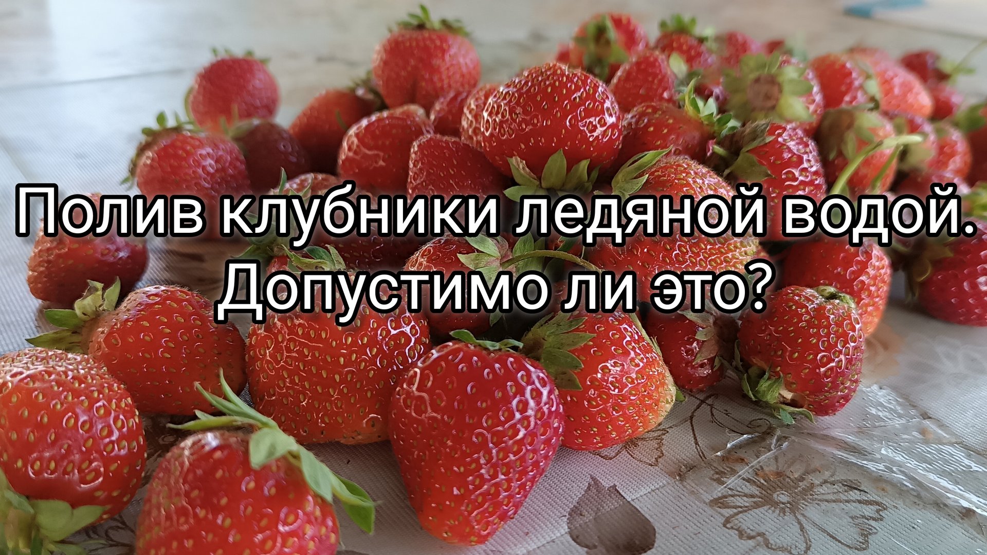 Полив клубники ледяной водой. Допустимо ли это?