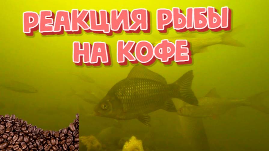 Реакция рыбы на Кофе ( подводная съемка)