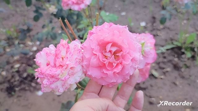 Розы: украшение любого сада. Обзор розариума.