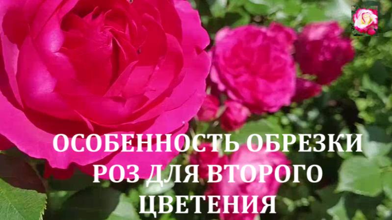 ОБРЕЗКА РАЗНЫХ ВИДОВ РОЗ ДЛЯ ВТОРОГО ЦВЕТЕНИЯ.