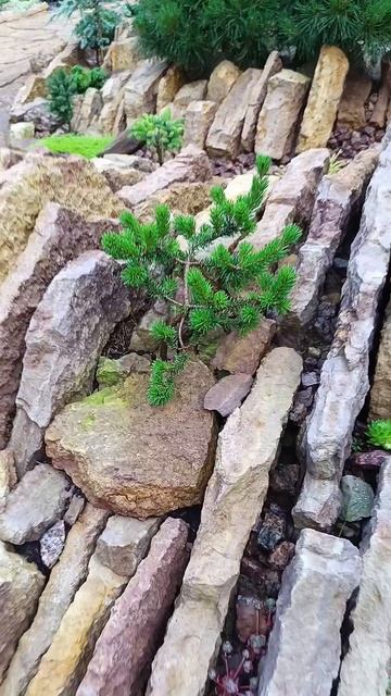 Сосна Банкса Софранка ( Pinus banksiana Sofranka).