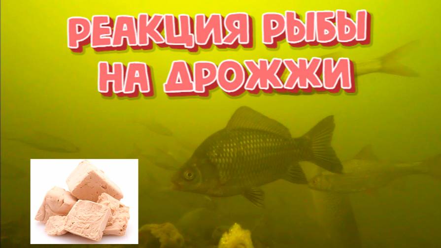 Реакция рыбы на Дрожжи (подводная съемка )