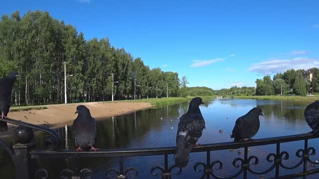 Птичье настроение в Ухтинском Взрослом парке. Июль 2025 г.