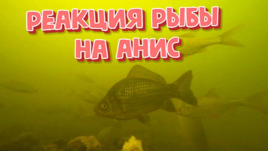 Реакция рыбы на Анисовое масло ( подводная съемка )