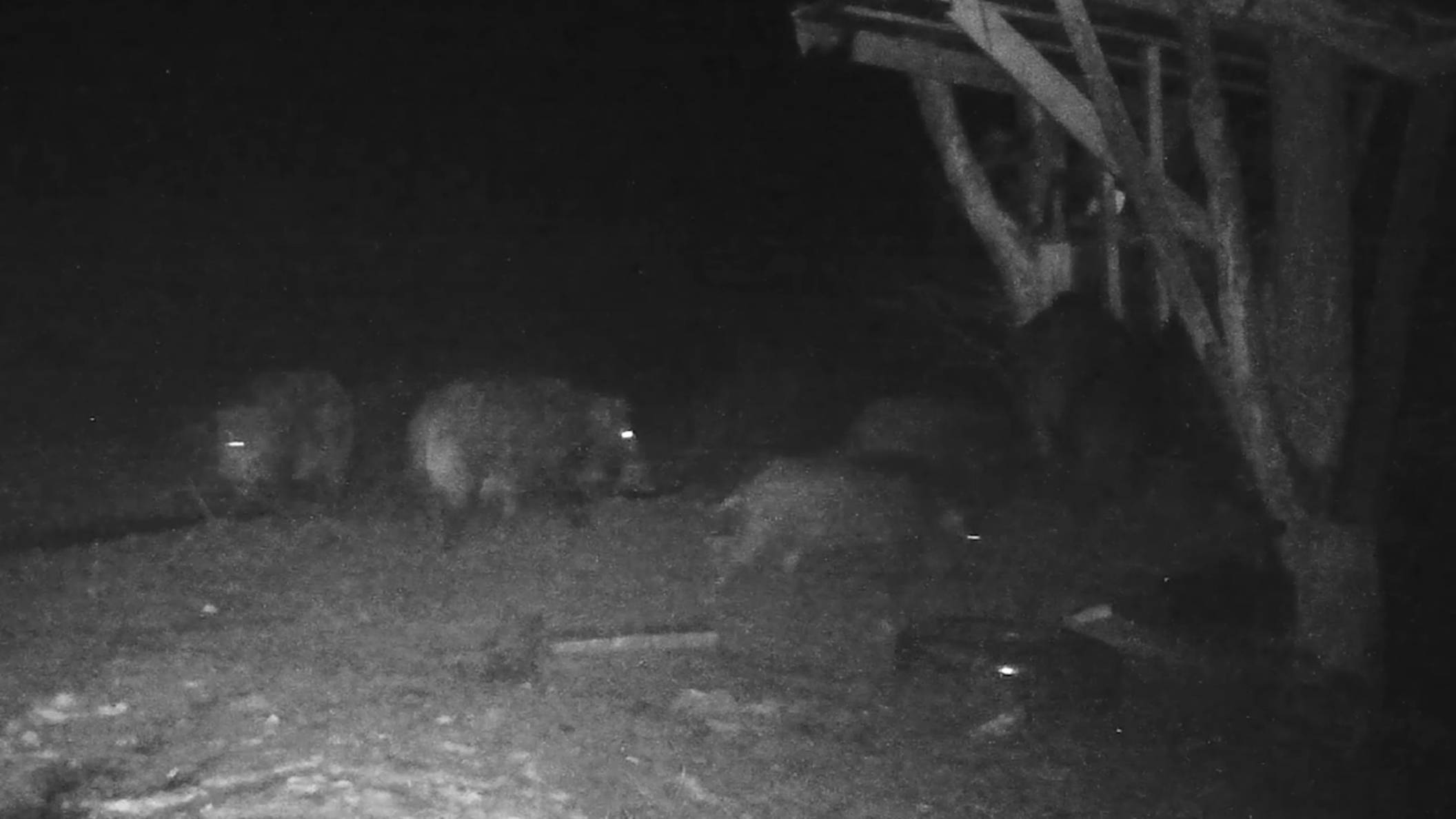 Дикий кабан — самый опасный зверь российских лесов