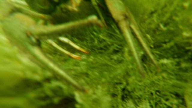 Жизнь есть Везде. Кожинский карьер ( Life is Everywhere. Kozhinsky quarry)