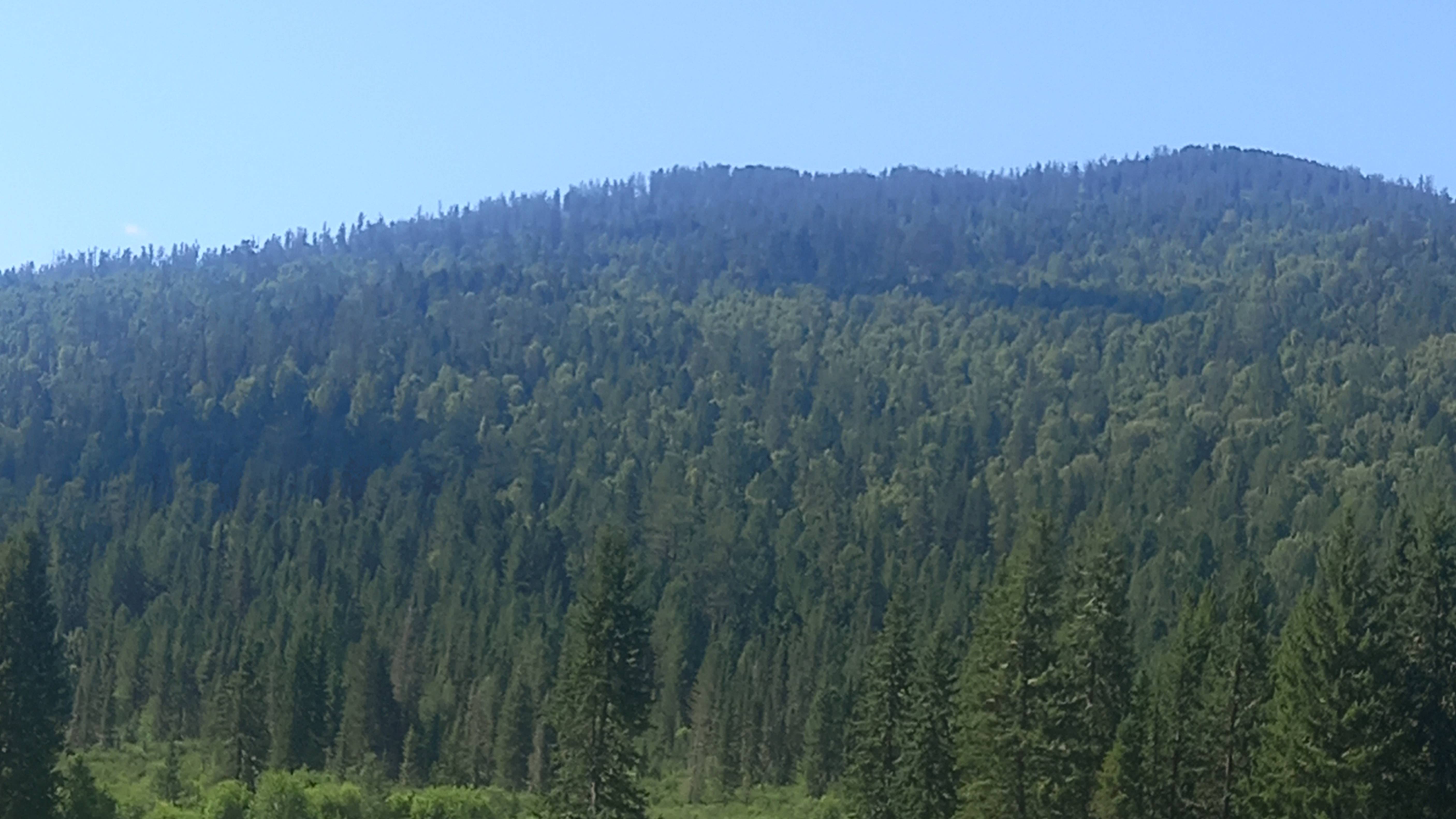 Семинский перевал из окна авто. Республика Алтай. 2025 год