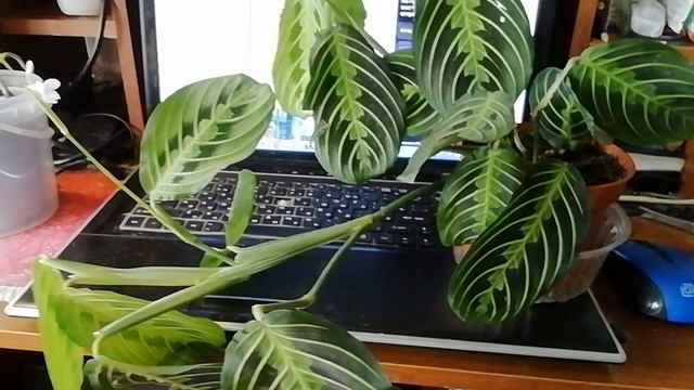 Вот такая маранта ! Скромная , но красивая...