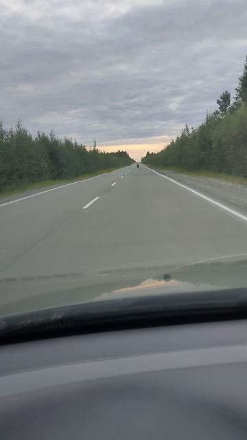 Огромный медведь Ток сейчас. Пол километра до водозабора ханымейского...