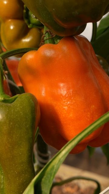 F1 Оранжевый Ламуйо от Юрия