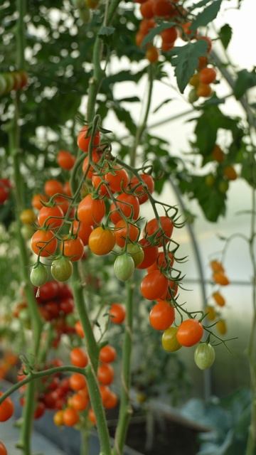 F1 Черри Савва