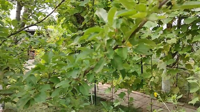 22 июля в 5 утра напало желание поработать электропилами Supergen.