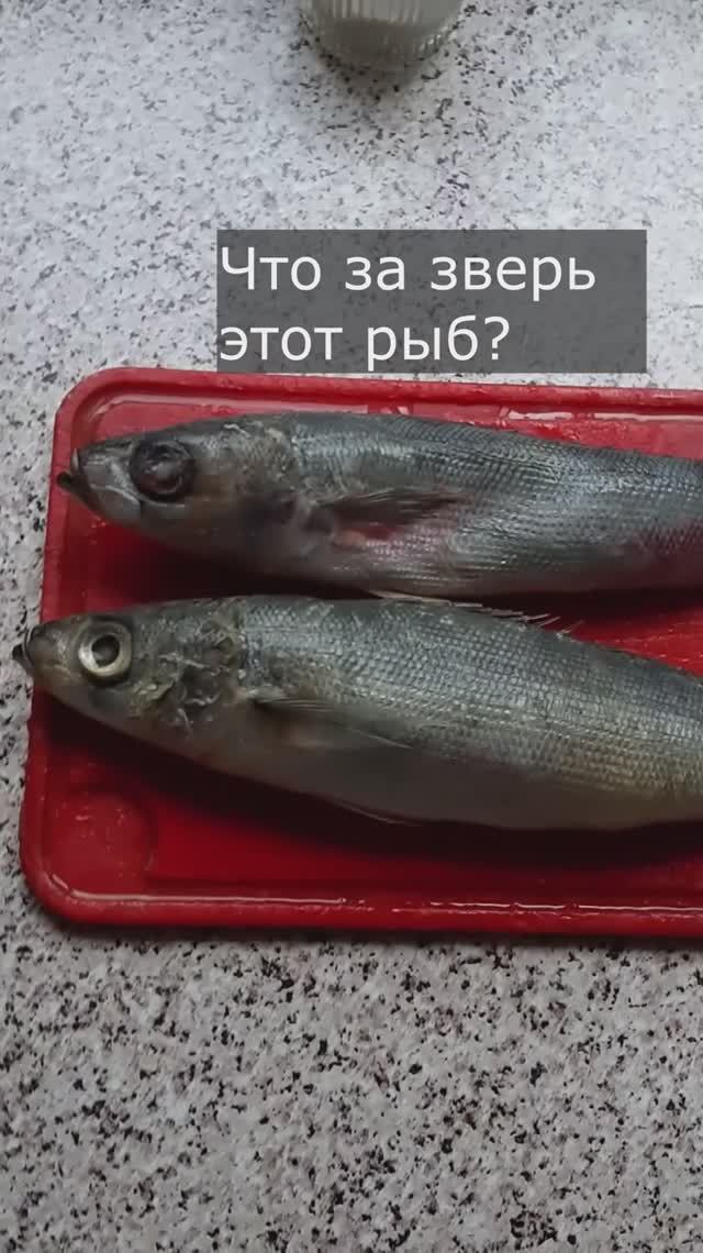 Что за зверь этот рыб?