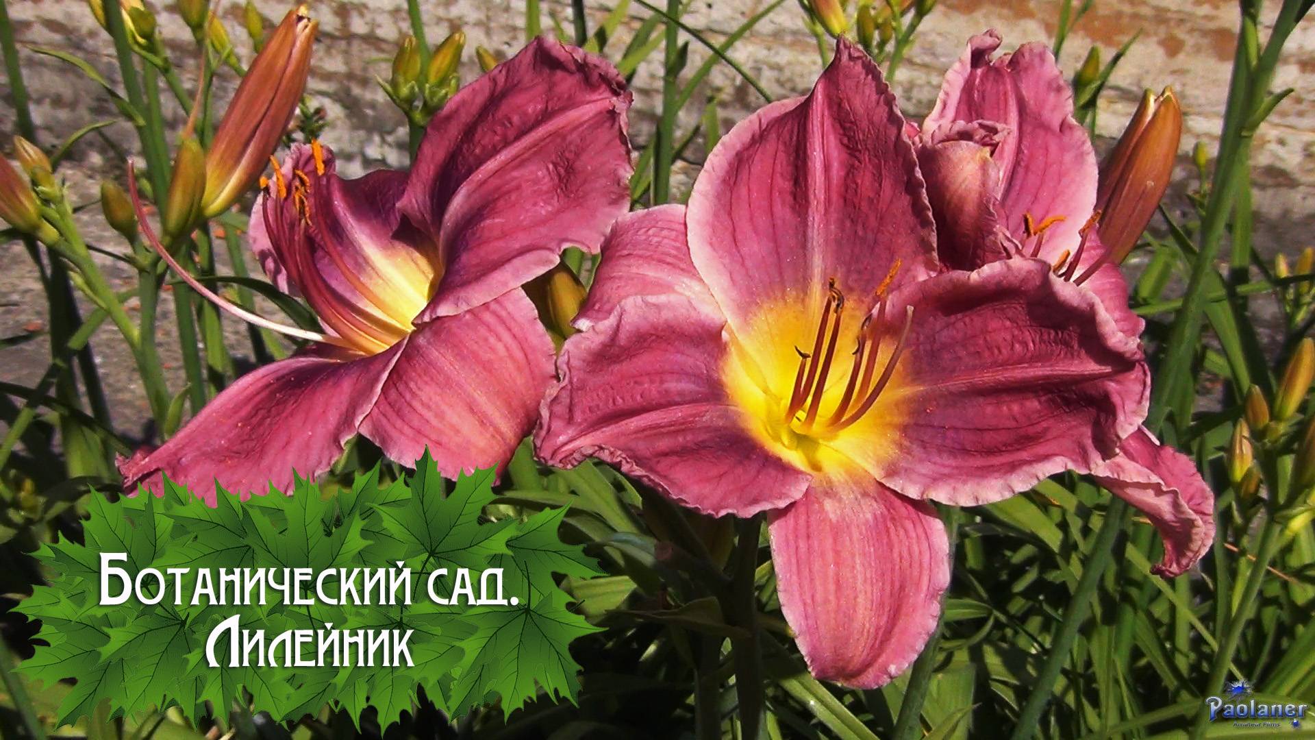 Ботанический сад. Лилейник (2025)