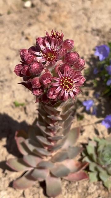 Экзотика зацвела / Молодило гибридное Sempervivum