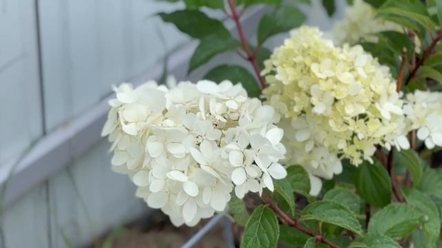 Гортензии цветут