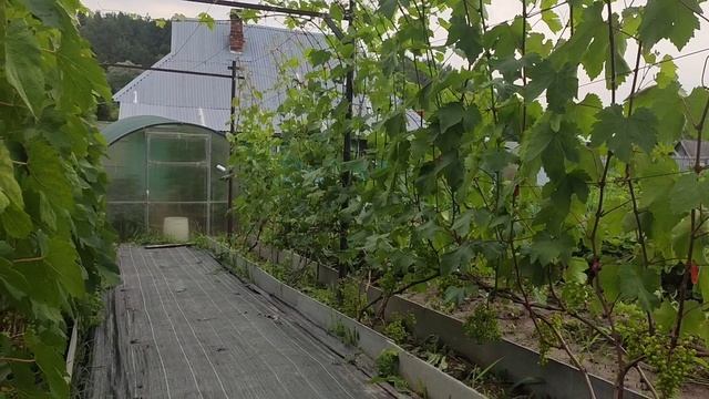 Виноград в Калужской обл. Июль 2025г. План работ часть 2