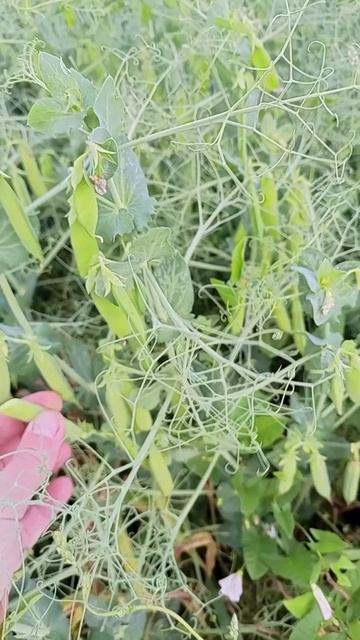 Поле с горохом