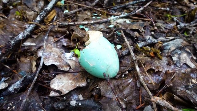Колония серых цапель на Куликовом поле
