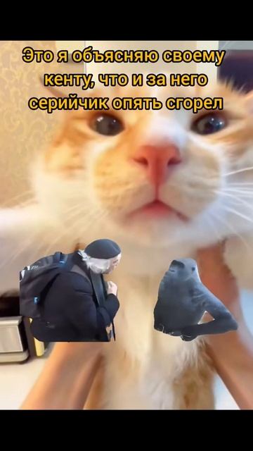 серийчик опять сгорел из за друга #отмечайбро #отмечайдруга #youtubeshorts #shorts #tik #tiktokindia