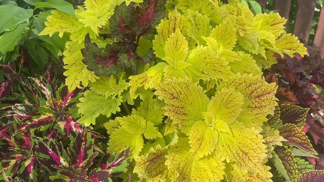 Колеусы, которые растут в полутени и в тени. Обзор.